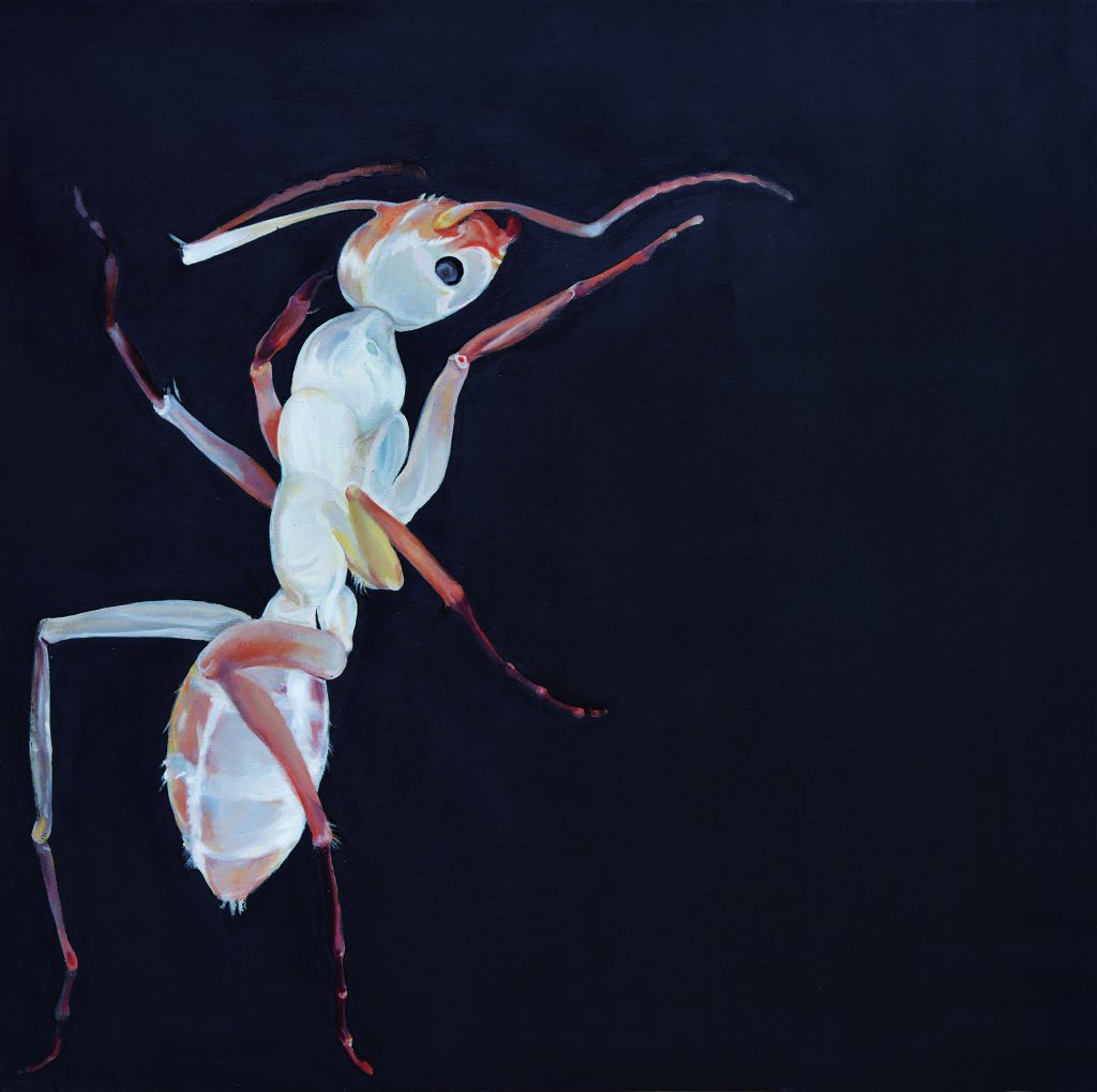 Albino Ant - Bingyols